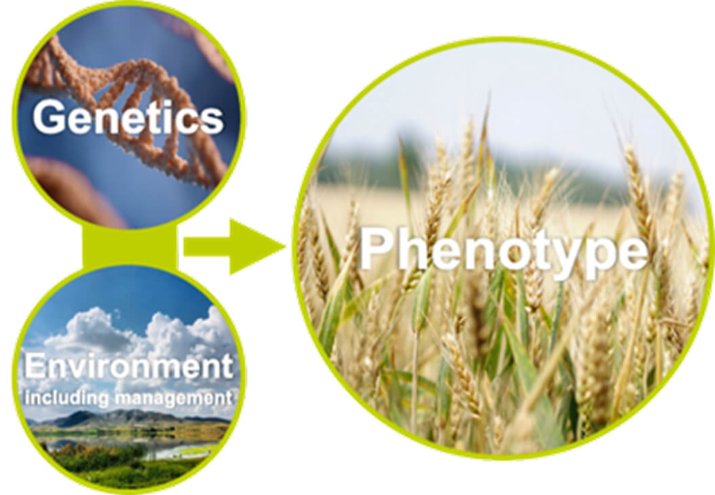 What Is Plant Phenotyping? 🌱 EMPHASIS